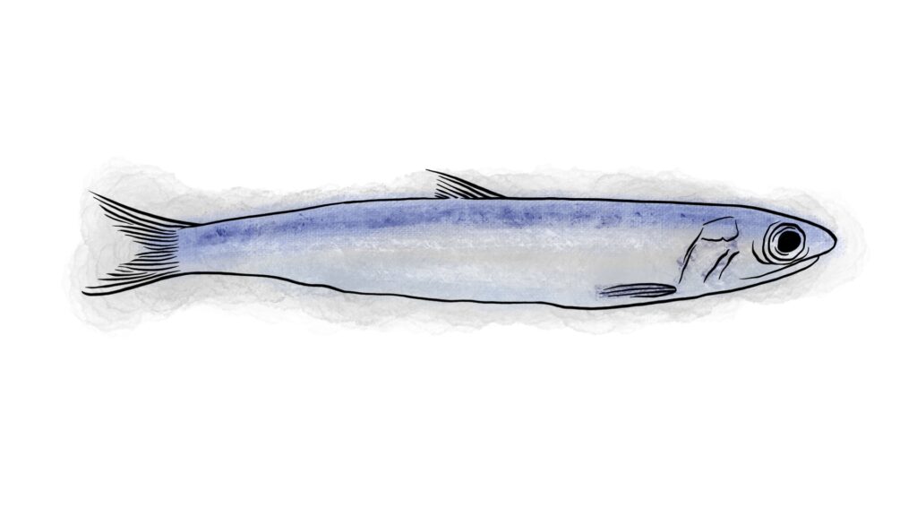 Boquerón - Centro Interactivo del Pescado